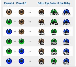 All About The Human Eye Color Chart