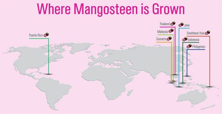 Health Benefits of Purple Mangosteen