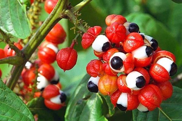Benefits of Guarana, the Energy-booster Plant from Amazon Rainforest