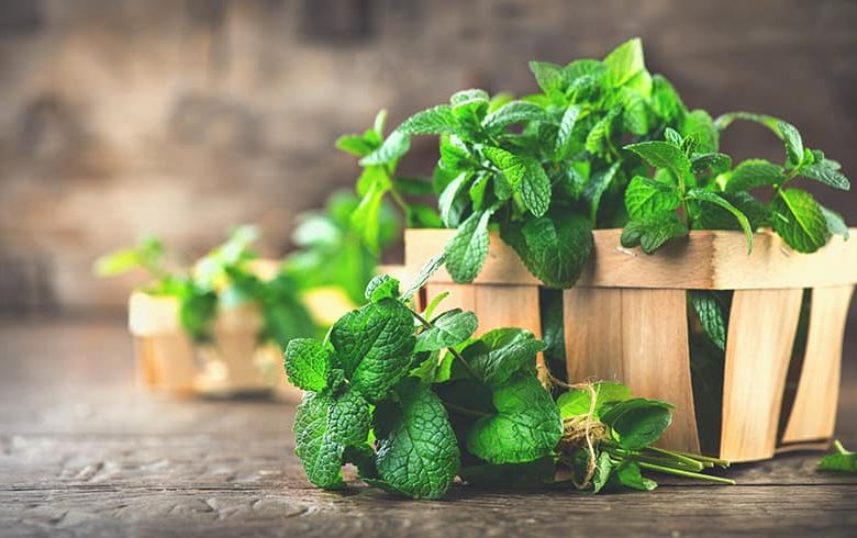 Mint Leaves Benefits For Overall Health