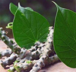 12 Incredible Health Benefits Of Guduchi That Works For All