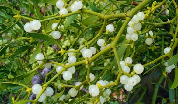 15 Secret Health Benefits Of Mistletoe You Probably Didn’t Hear Of